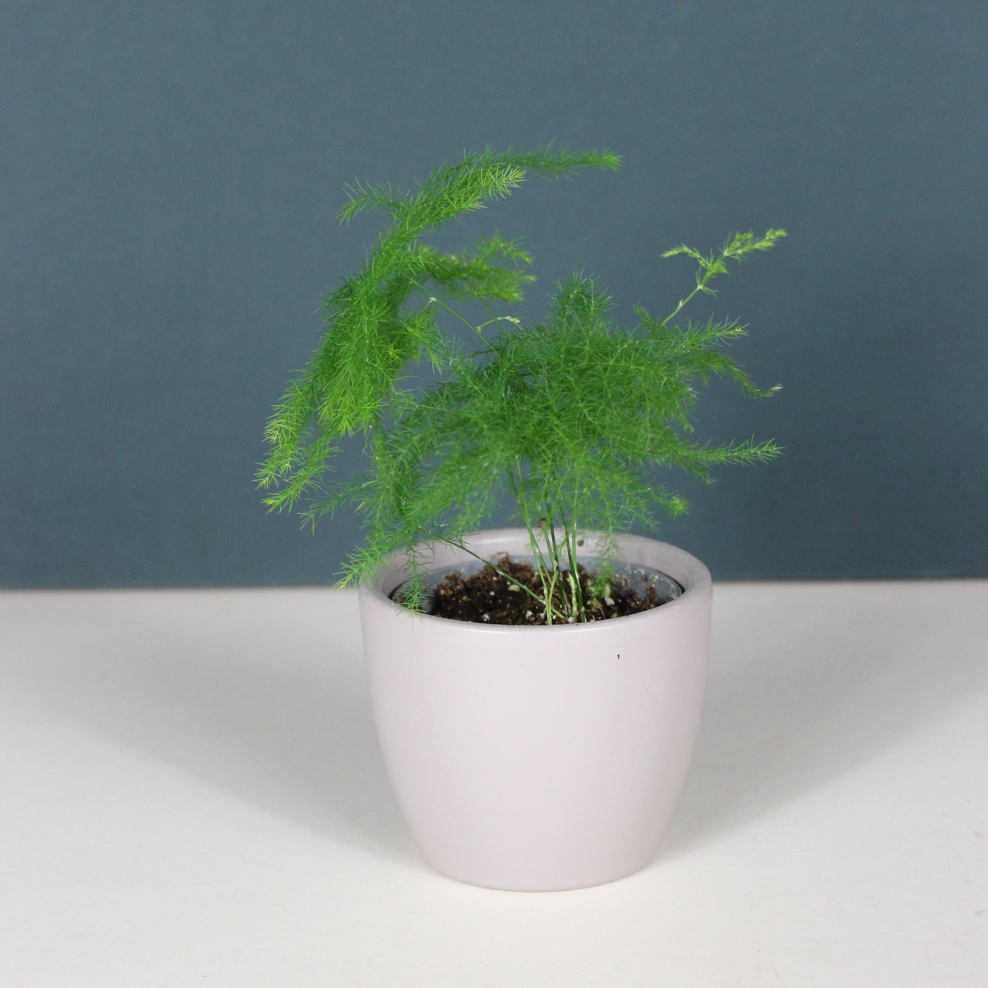 Where To Plant Asparagus Fern Asparagus Fern | Asparagus Setaceus