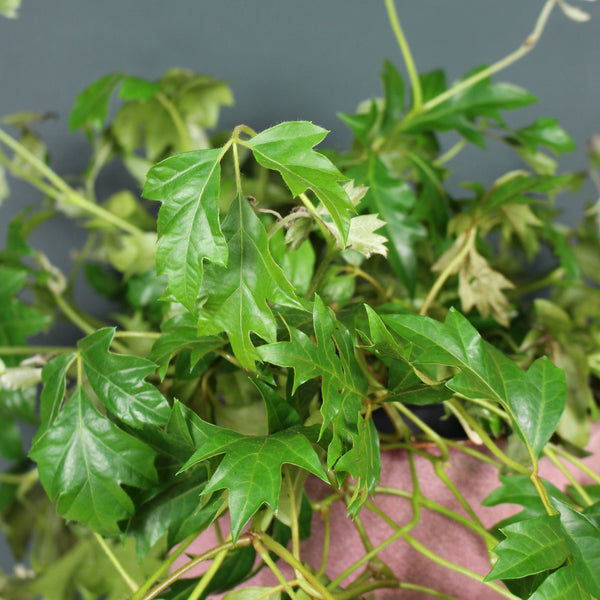 Cissus Rhombifolia – The Watered Garden