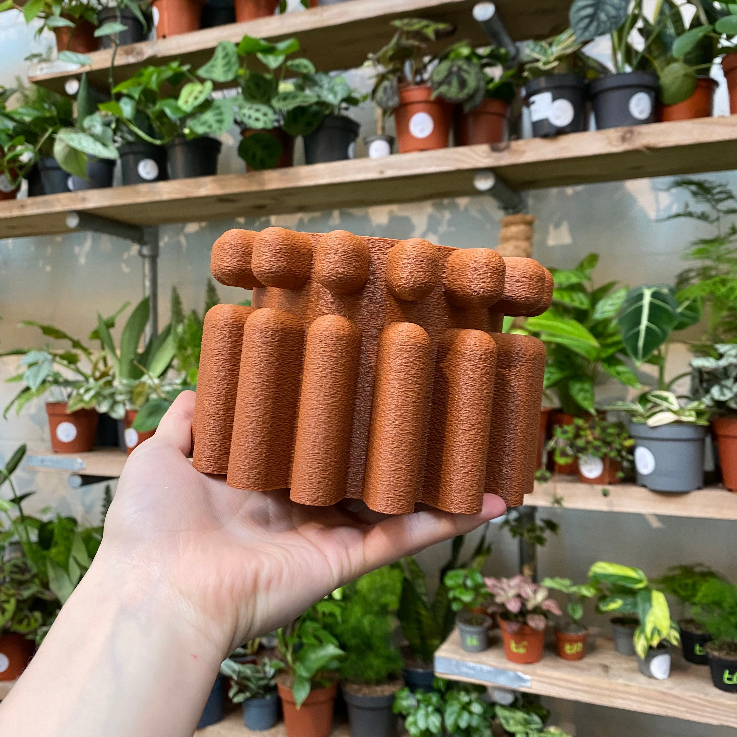 Eclair - Chocolate – The Watered Garden