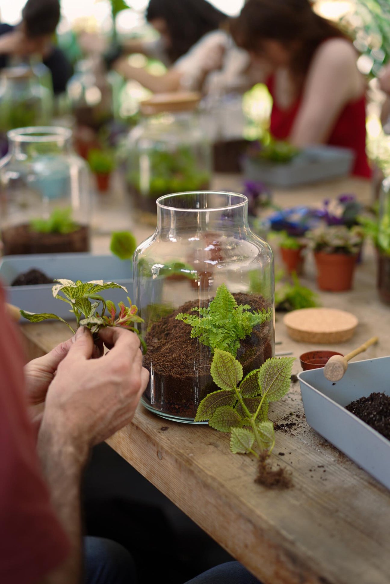 All Plants – The Watered Garden
